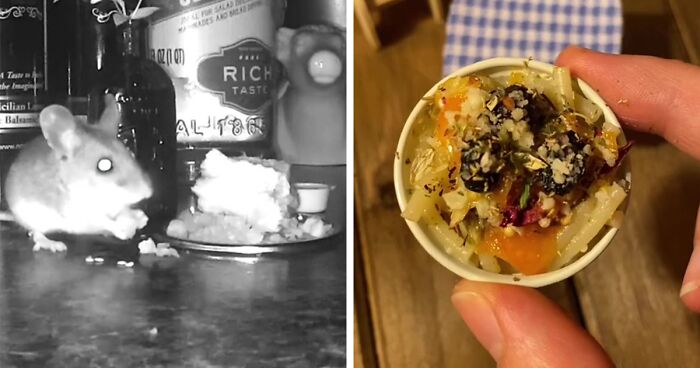Woman Makes Gourmet Meals For A Mouse That Lives In Her Wall, Goes ...