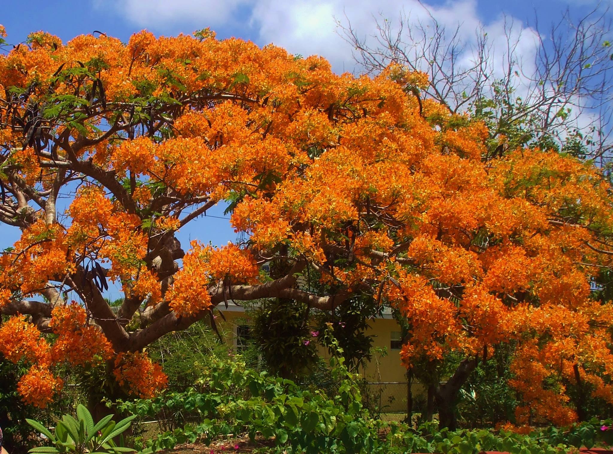 50 Most Beautiful Trees