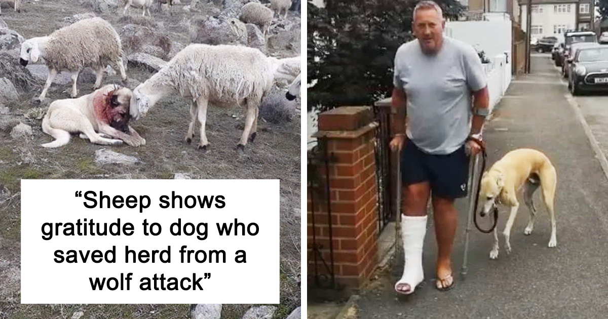 “Acting Just Like Us”: 50 Times Humans Were So Surprised By How Much ...