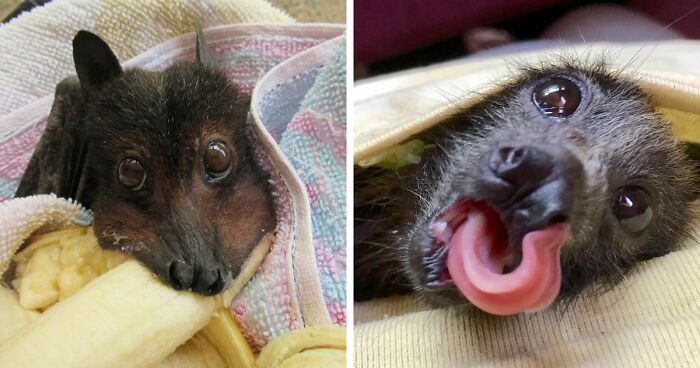30 ‘Fangtastic’ Pics Of Bats Showing Their Adorable Side | Bored Panda