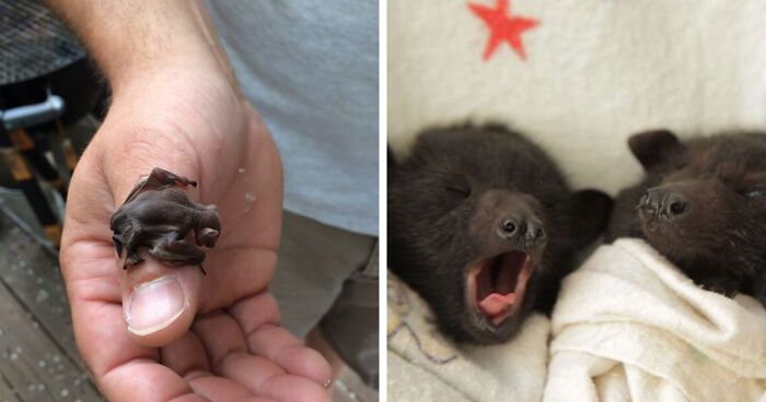 30 ‘Fangtastic’ Pics Of Bats Showing Their Adorable Side | Bored Panda