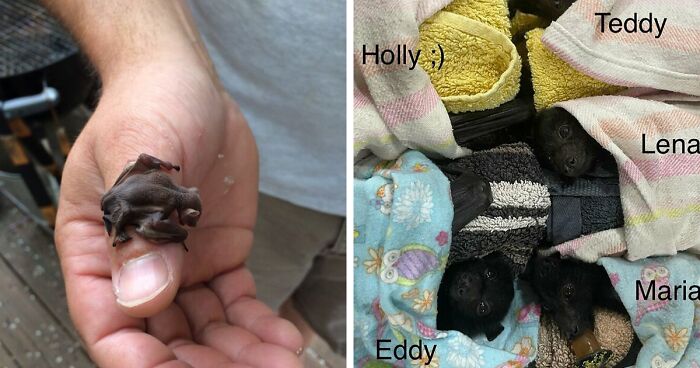 30 ‘Fangtastic’ Pics Of Bats Showing Their Adorable Side | Bored Panda