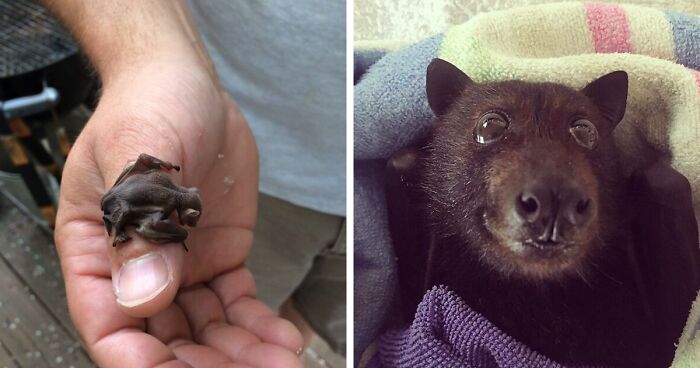 30 ‘Fangtastic’ Pics Of Bats Showing Their Adorable Side | Bored Panda