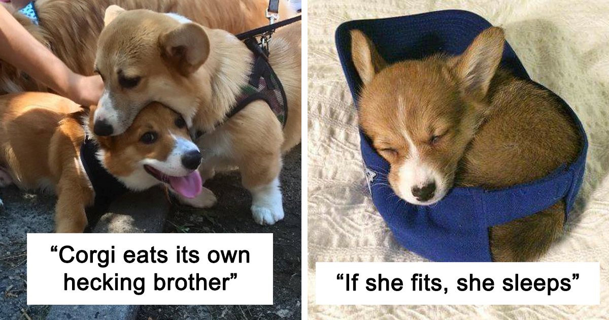40 Photos Of Corgis Living Their Dorky Lives, As Shared In This Online ...