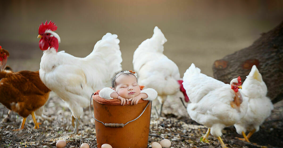 I Held A Newborn Photoshoot On A Family Farm With The Farm Animals, And ...