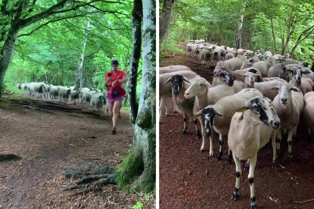 Flock Of Lost Sheep Trots Behind Confused Runner As She Accidentally ...