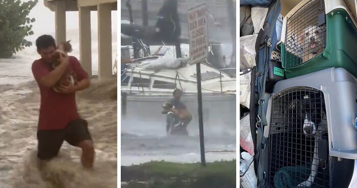 People Online Applaud Ordinary Heroes Who Risked Their Lives To Save ...