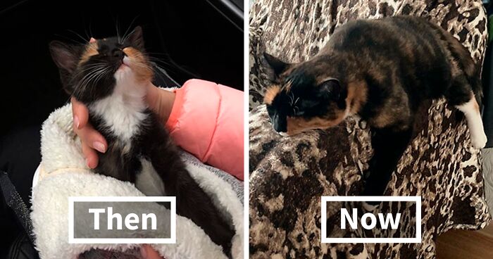 30 “Then And Now” Pics Of Adorable Kittens Turning Into Majestic Cats ...