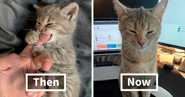 30 “Then And Now” Pics Of Adorable Kittens Turning Into Majestic Cats ...