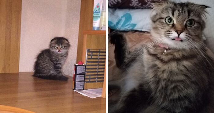 30 “Then And Now” Pics Of Adorable Kittens Turning Into Majestic Cats ...