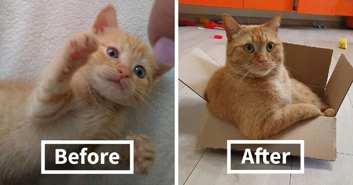 30 “Then And Now” Pics Of Adorable Kittens Turning Into Majestic Cats ...