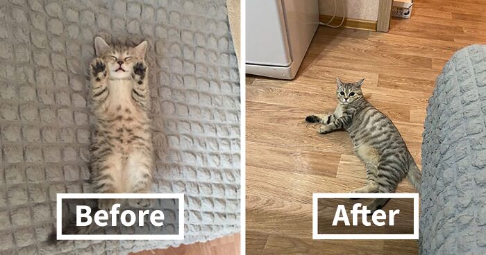 30 “Then And Now” Pics Of Adorable Kittens Turning Into Majestic Cats ...