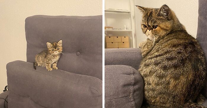 30 “Then And Now” Pics Of Adorable Kittens Turning Into Majestic Cats ...