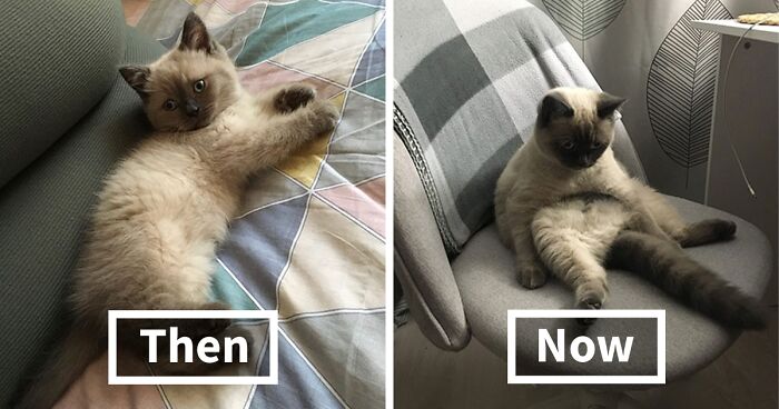 30 “Then And Now” Pics Of Adorable Kittens Turning Into Majestic Cats ...