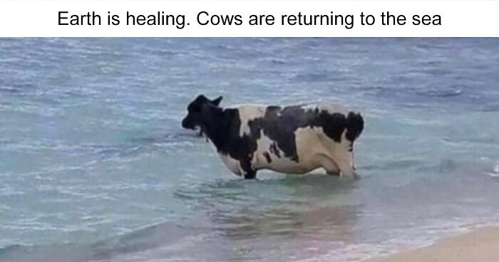 This Twitter Page Is Dedicated To Mischievous Animal Memes, Here Are 35 ...