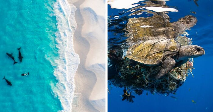 The Ocean Photography Awards Just Announced Their Finalists For 2022 ...