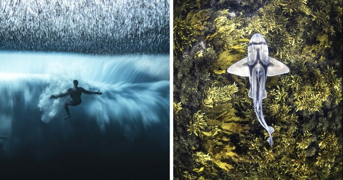 The Ocean Photography Awards Just Announced Their Finalists For 2022 ...