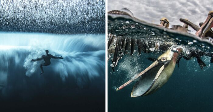 The Ocean Photography Awards Just Announced Their Finalists For 2022 ...