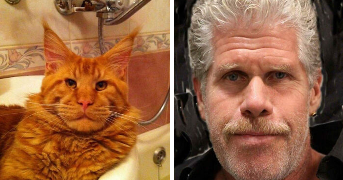 50 Of The Best Doppelganger Photos Shared In The “Walmart Celebrities ...