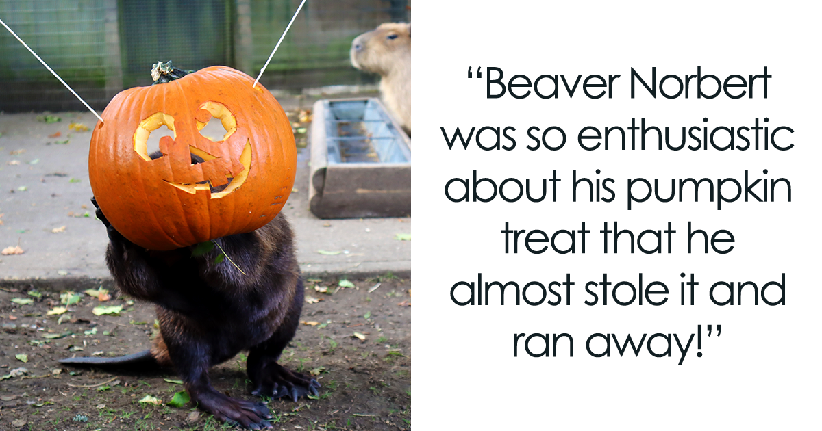 We Photographed Zoo Animals Wearing Pumpkins, And The Result Might Make ...