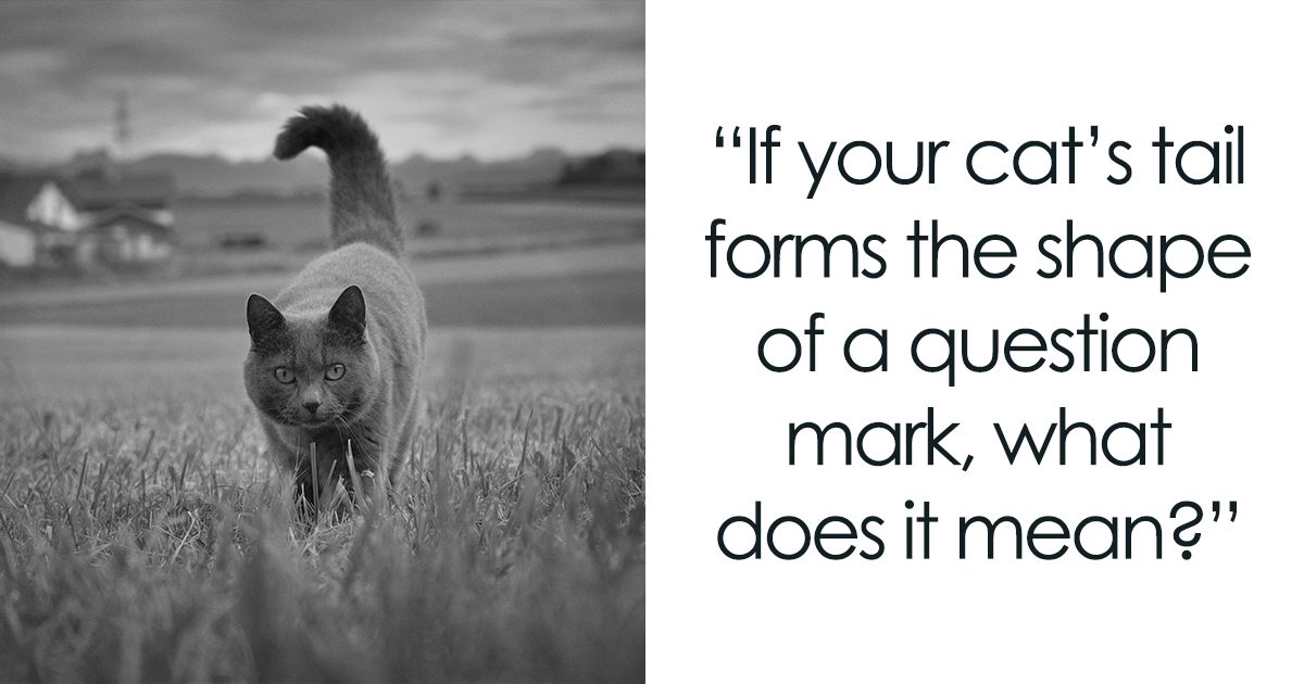 79 Cat Trivia Questions For A Good Evening’s Fun | Bored Panda
