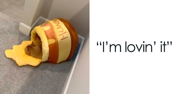 50 Genius Pet Inventions You Didn’t Know You Needed To Be The Coolest ...