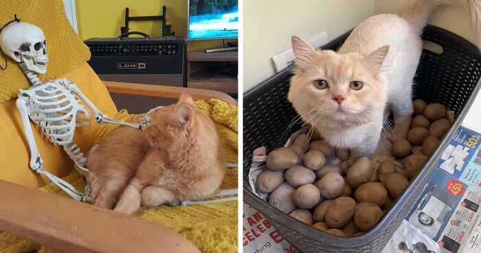 50 Times Cats Hilariously Fell For The “Traps” Their Owners Used To ...