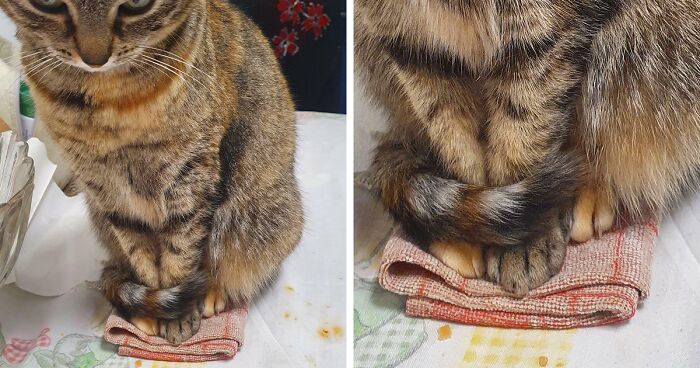 50 Times Cats Hilariously Fell For The “Traps” Their Owners Used To ...