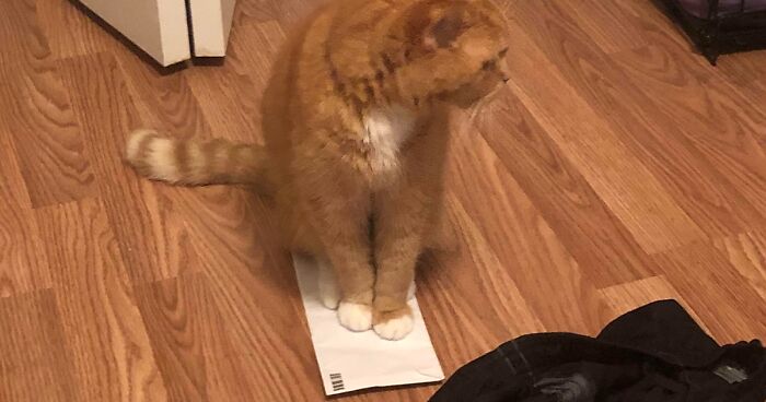 50 Times Cats Hilariously Fell For The “Traps” Their Owners Used To ...