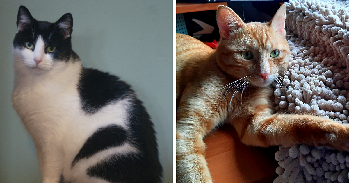 Hey Pandas, Post The Best Photo Of Your Cat (Closed) | Bored Panda