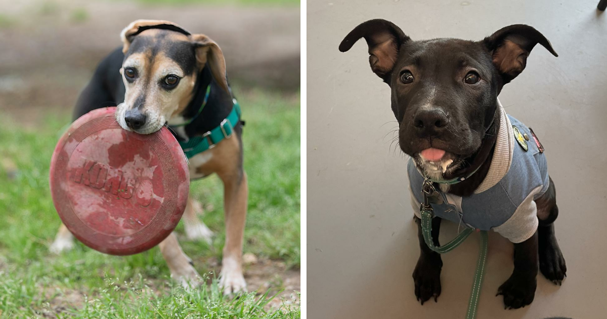 Adorable Dogs For Adoption At Hope Animal Rescue | Bored Panda