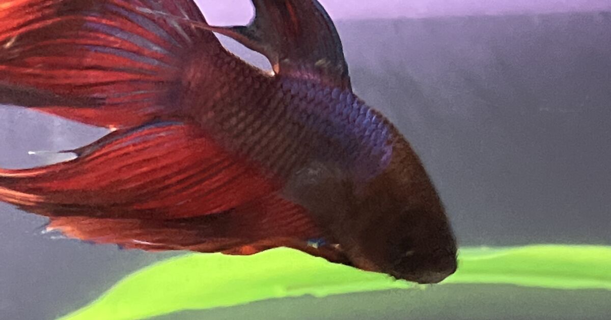 Hey Pandas, Post A Picture Of Your Fish | Bored Panda