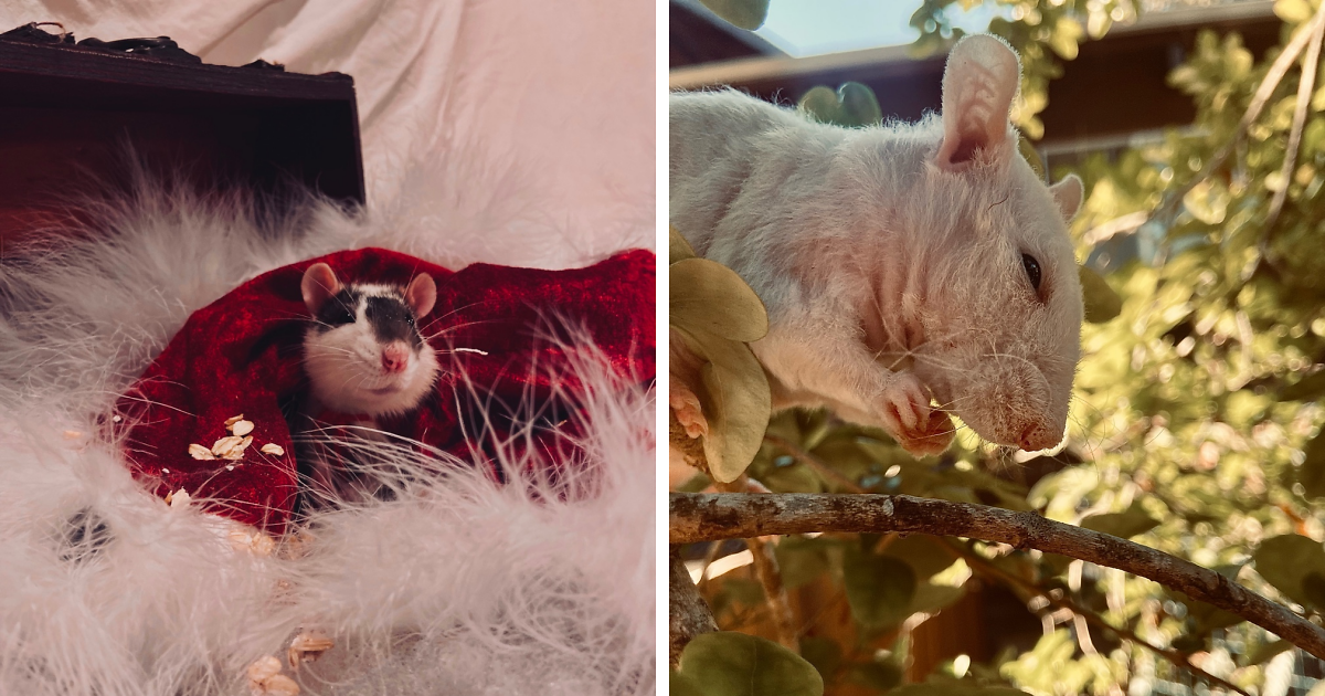 I Document My Rats’ Adventures Through My iPhone 11, Here Are 10 Of My ...