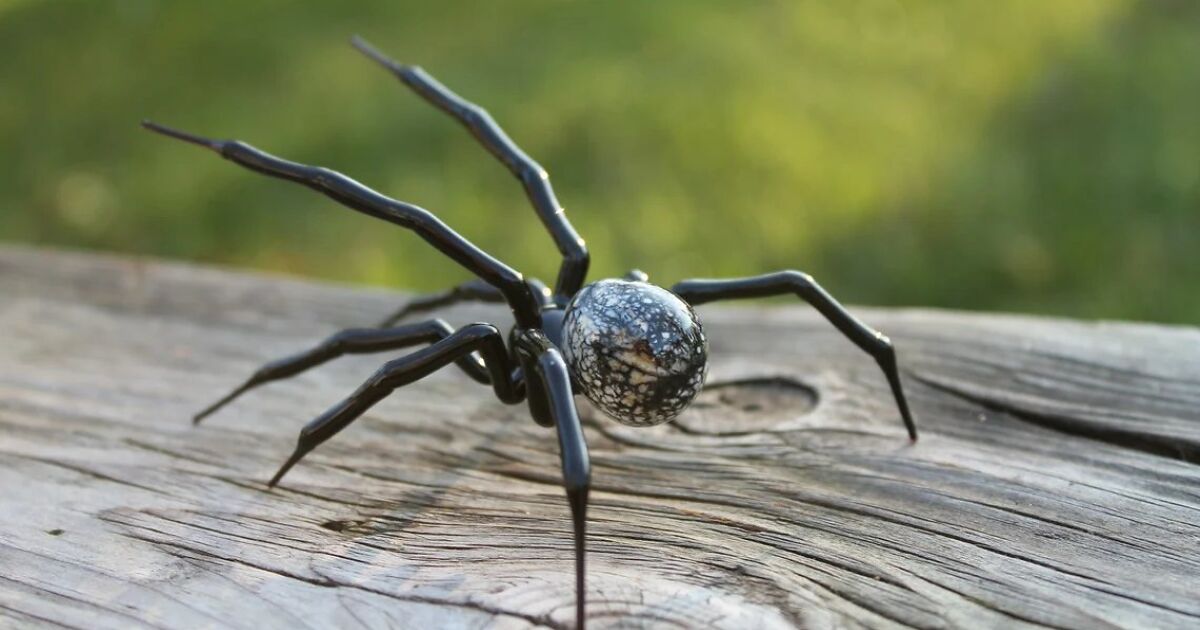 I Am A Ukrainian Artist Who Creates Glass Figures Of Spiders In The ...