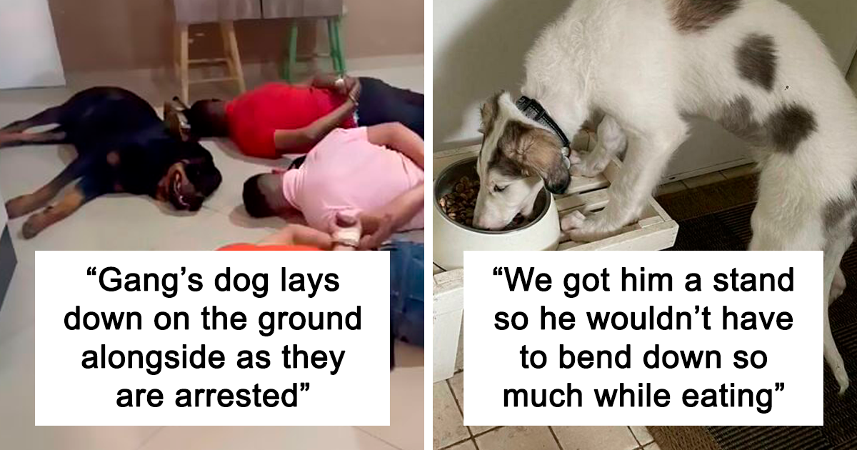 “What’s Wrong With Your Dog?”: 50 Hilarious Times Dogs Seemed To ...