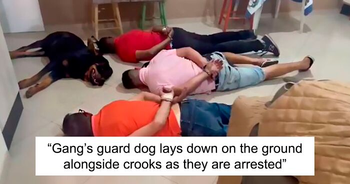 “What’s Wrong With Your Dog?”: 50 Hilarious Times Dogs Seemed To ...