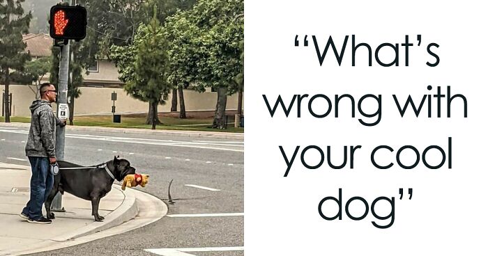 “What’s Wrong With Your Dog?”: 50 Hilarious Times Dogs Seemed To ...