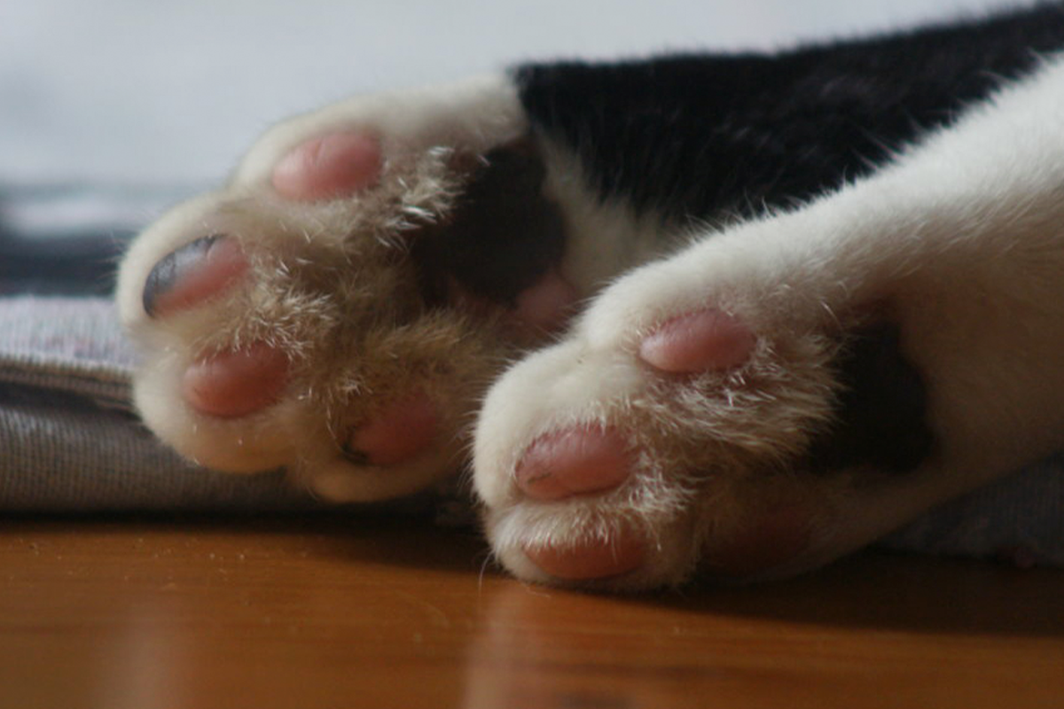 Hey Pandas, Show Us A Picture Of Your Pet’s Toe Beans (Closed) | Bored ...