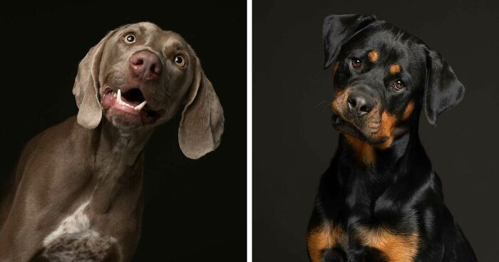 I Photographed Pedigree Rescue Dogs To Show That It’s Not Just Mutts ...