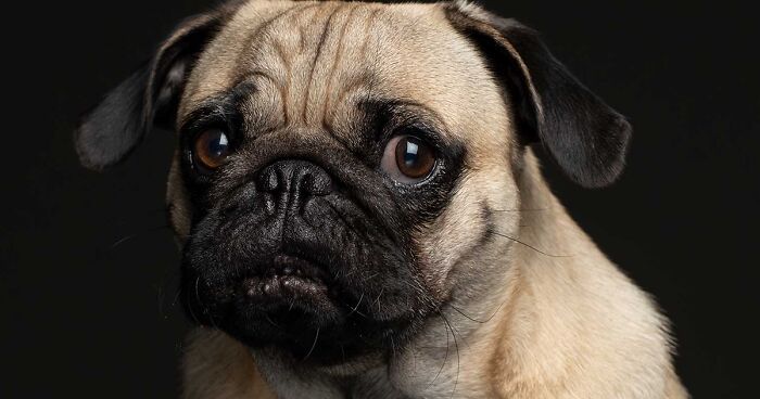 I Photographed Pedigree Rescue Dogs To Show That It’s Not Just Mutts ...