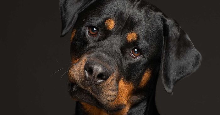 I Photographed Pedigree Rescue Dogs To Show That It’s Not Just Mutts ...