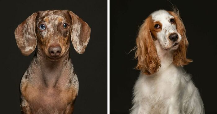 I Photographed Pedigree Rescue Dogs To Show That It’s Not Just Mutts ...