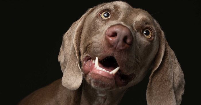 I Photographed Pedigree Rescue Dogs To Show That It’s Not Just Mutts ...