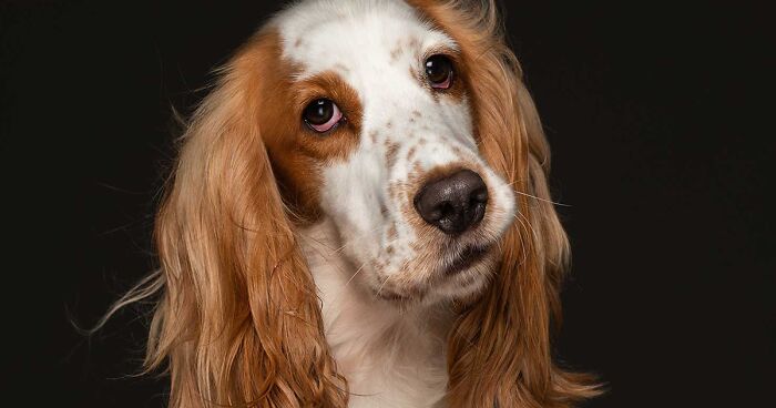 I Photographed Pedigree Rescue Dogs To Show That It’s Not Just Mutts ...