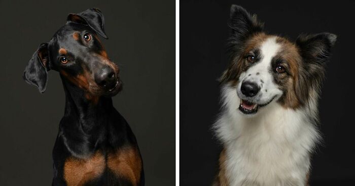 I Photographed Pedigree Rescue Dogs To Show That It’s Not Just Mutts ...