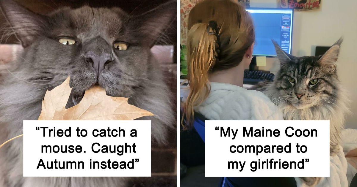 50 Ridiculously Stunning Maine Coon Cat Pics That You Just Have To See ...