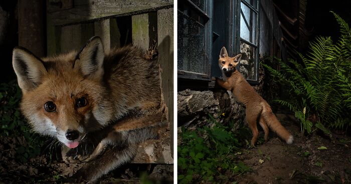 26 Photos Of Roxy The Fox, Whose Life I Observed For 8 Months