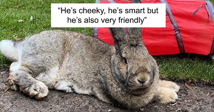 Meet Guus, A 22lb Rabbit That Draws Attention Not Only For His Size ...