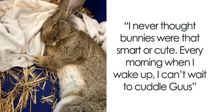 Meet Guus, A 22lb Rabbit That Draws Attention Not Only For His Size ...