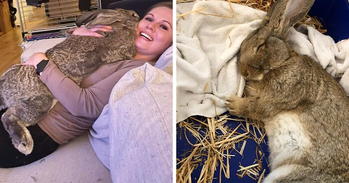 Meet Guus, A 22lb Rabbit That Draws Attention Not Only For His Size ...